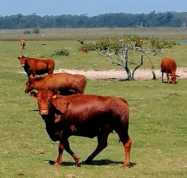 Angus Colorado de Rubio. Cabaña Asturias, Angostura, Rocha.