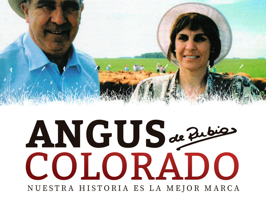 Angus Colorado de Rubio. Cabaña Asturias, Angostura, Rocha.